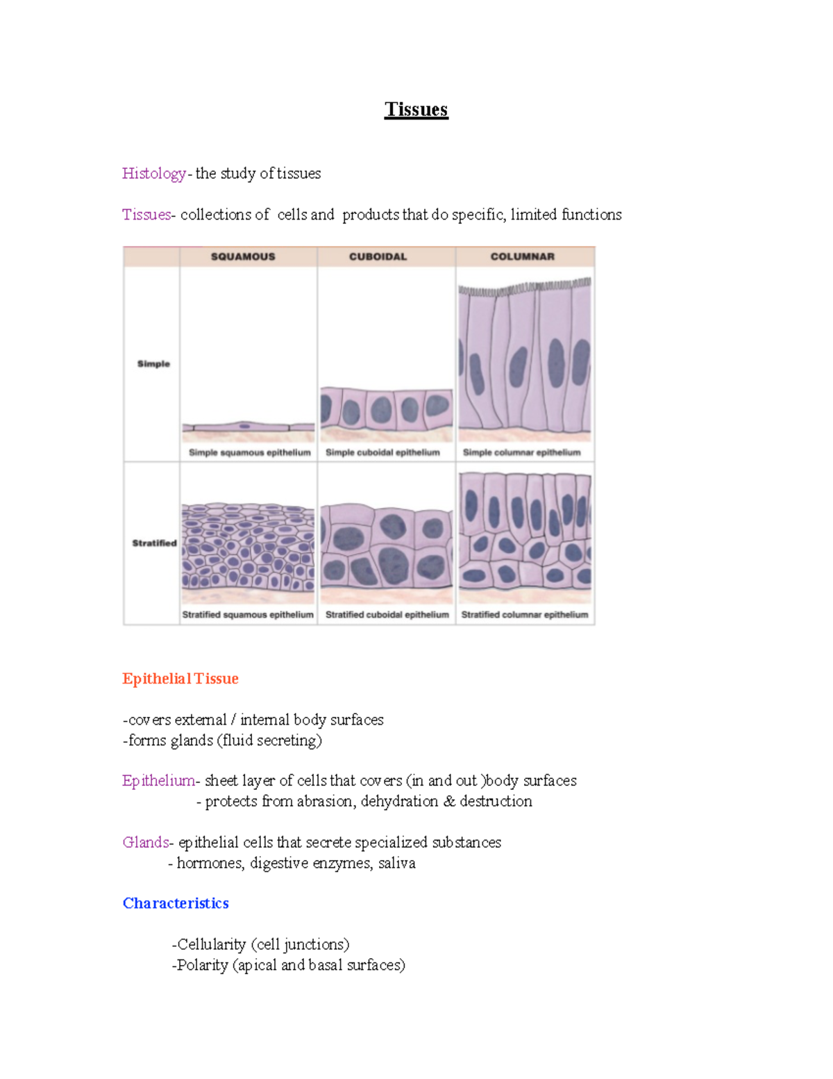 Tissues and Histology - Tissues Histology- the study of tissues Tissues ...