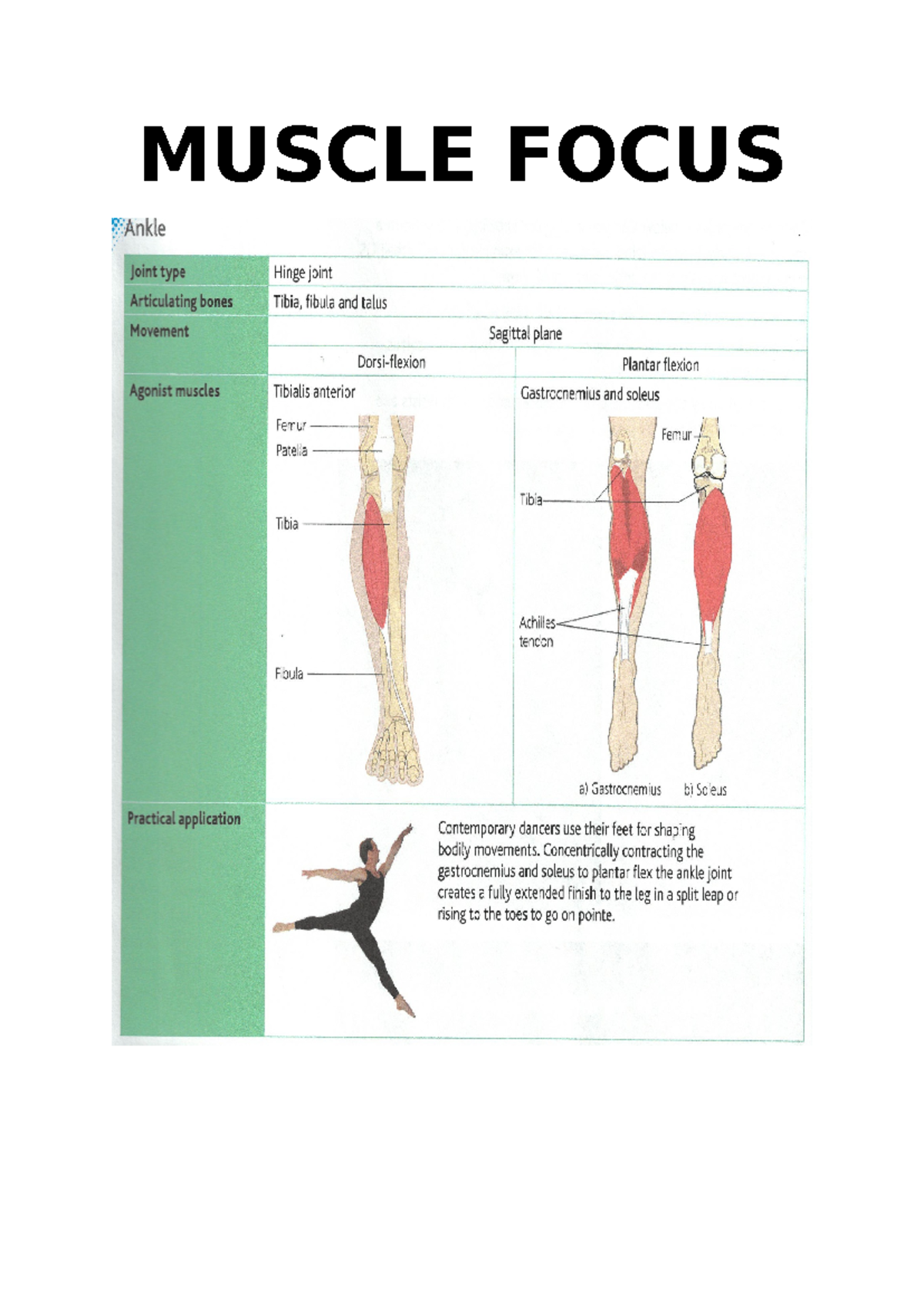 Movement Analysis Muscle Focus - MUSCLE FOCUS Ankle Joint type Hinge ...