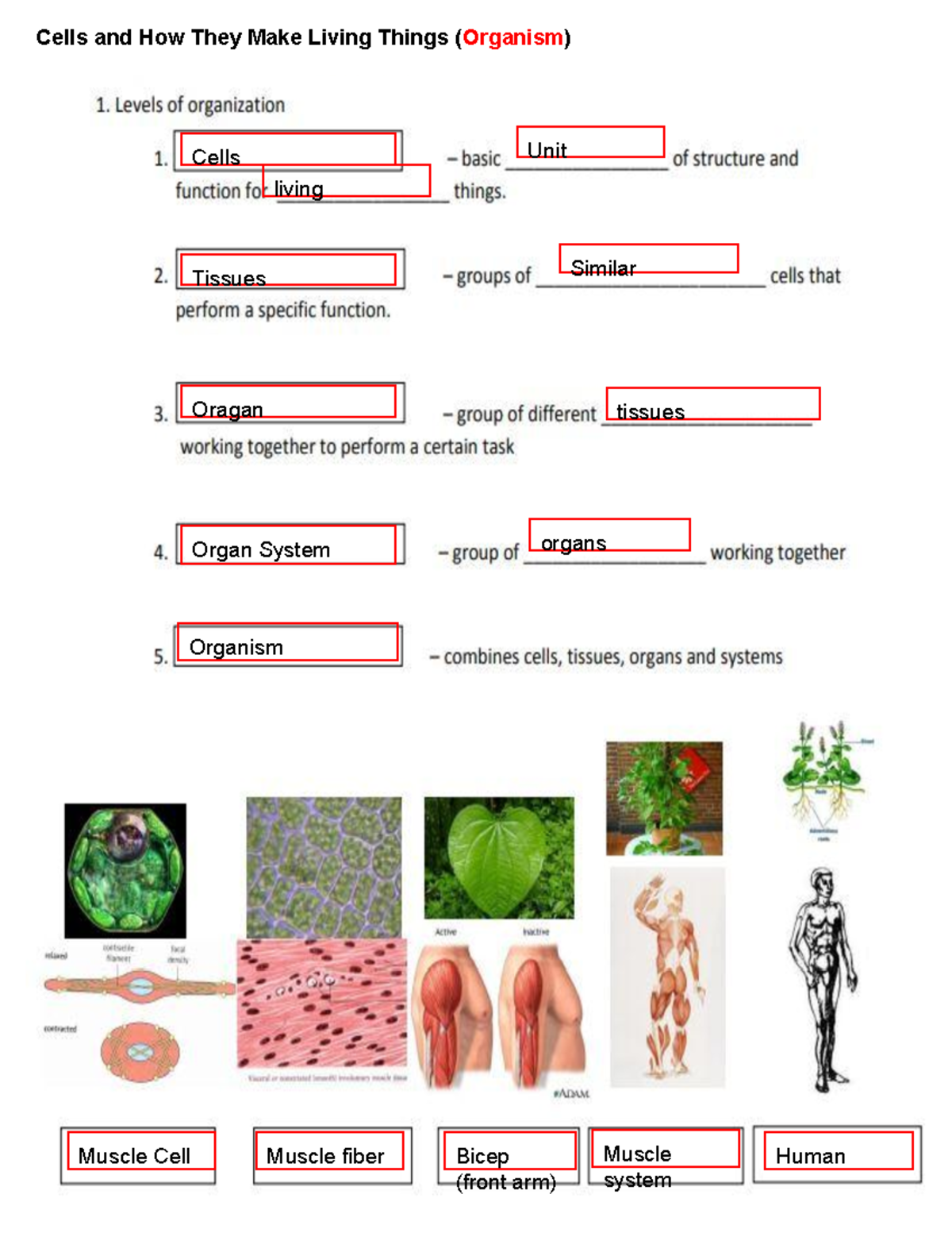 Copy of Life and Cell Student Notes - Cells and How They Make Living ...