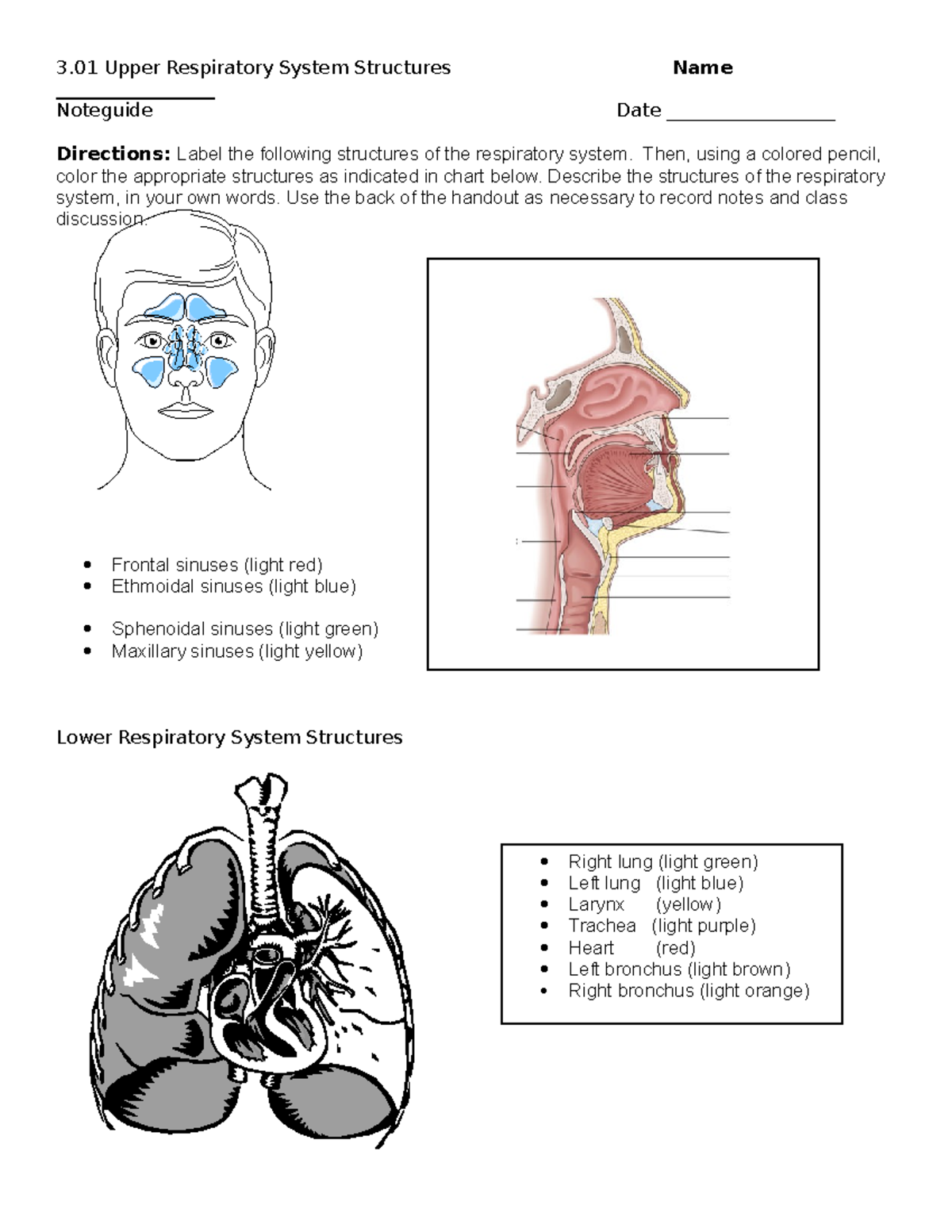 3.01 Respiratory System Note Guide - 3 Upper Respiratory System ...