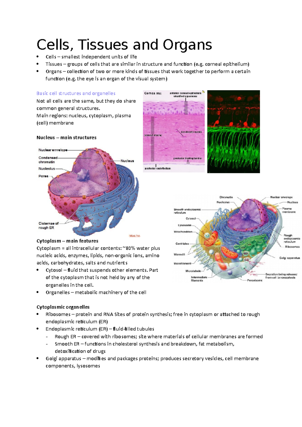 Cells, tissues and organs - Cells, Tissues and Organs Cells – smallest ...