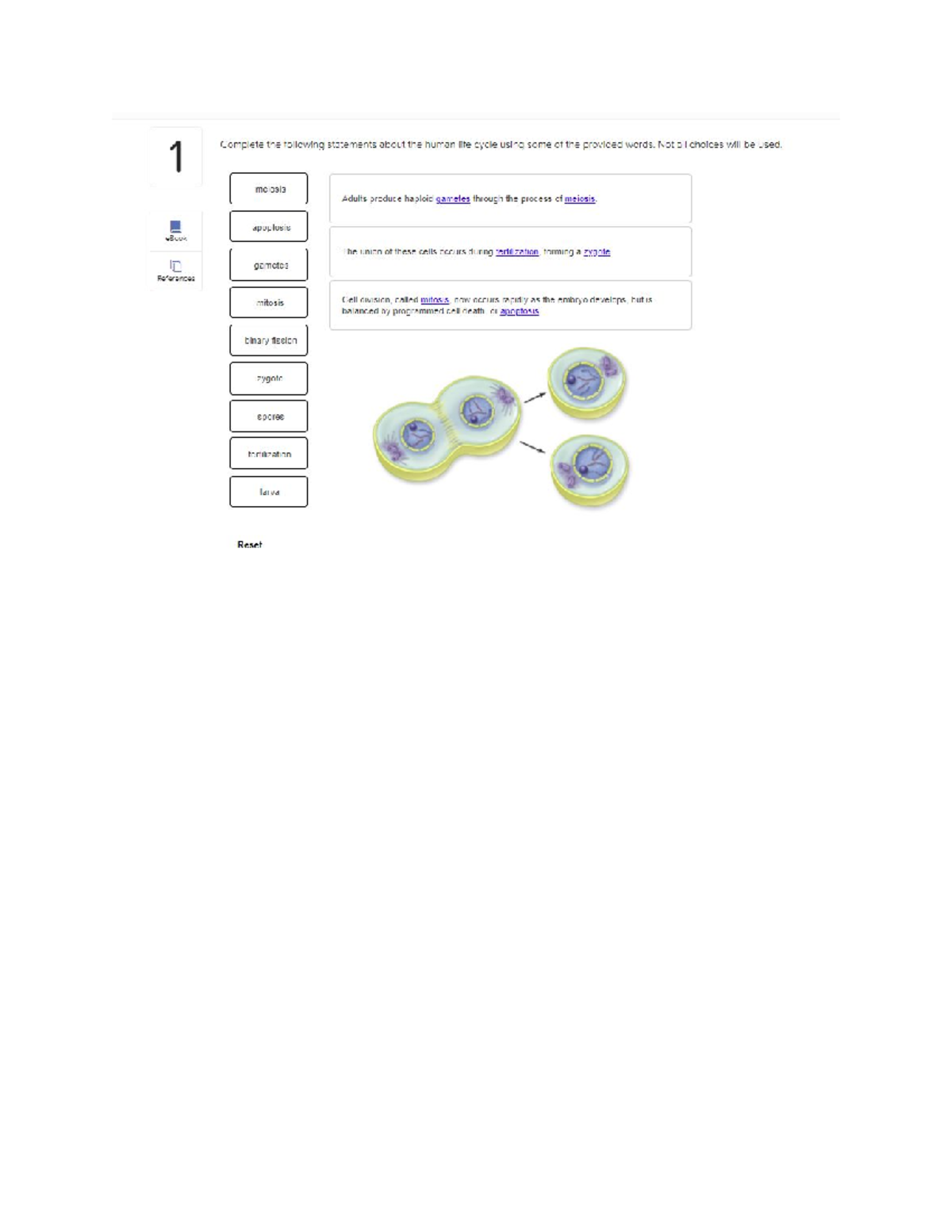 Chapter 8 DNA Replication and Mitosis Quiz - BSC 1010 - Florida ...