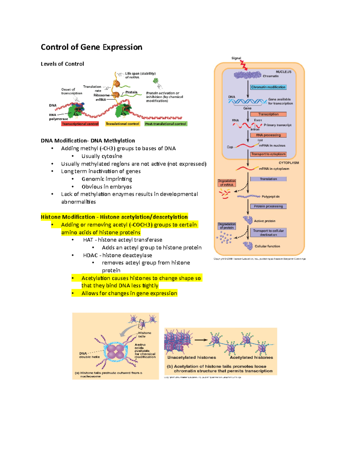 Control of Gene Expression-3 - Control of Gene Expression Levels of ...