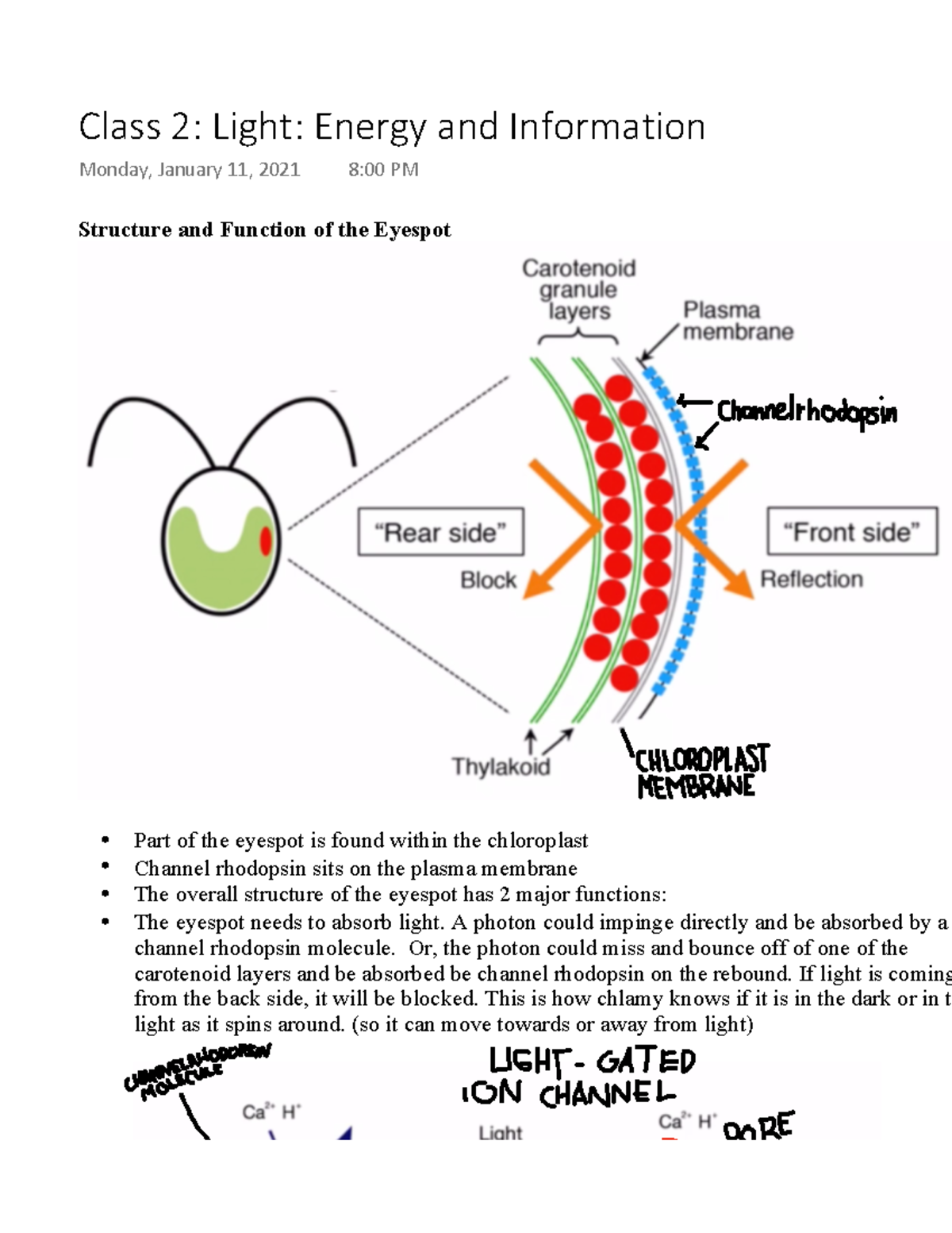 Class 2 Light Energy and Information - Structure and Function of the ...