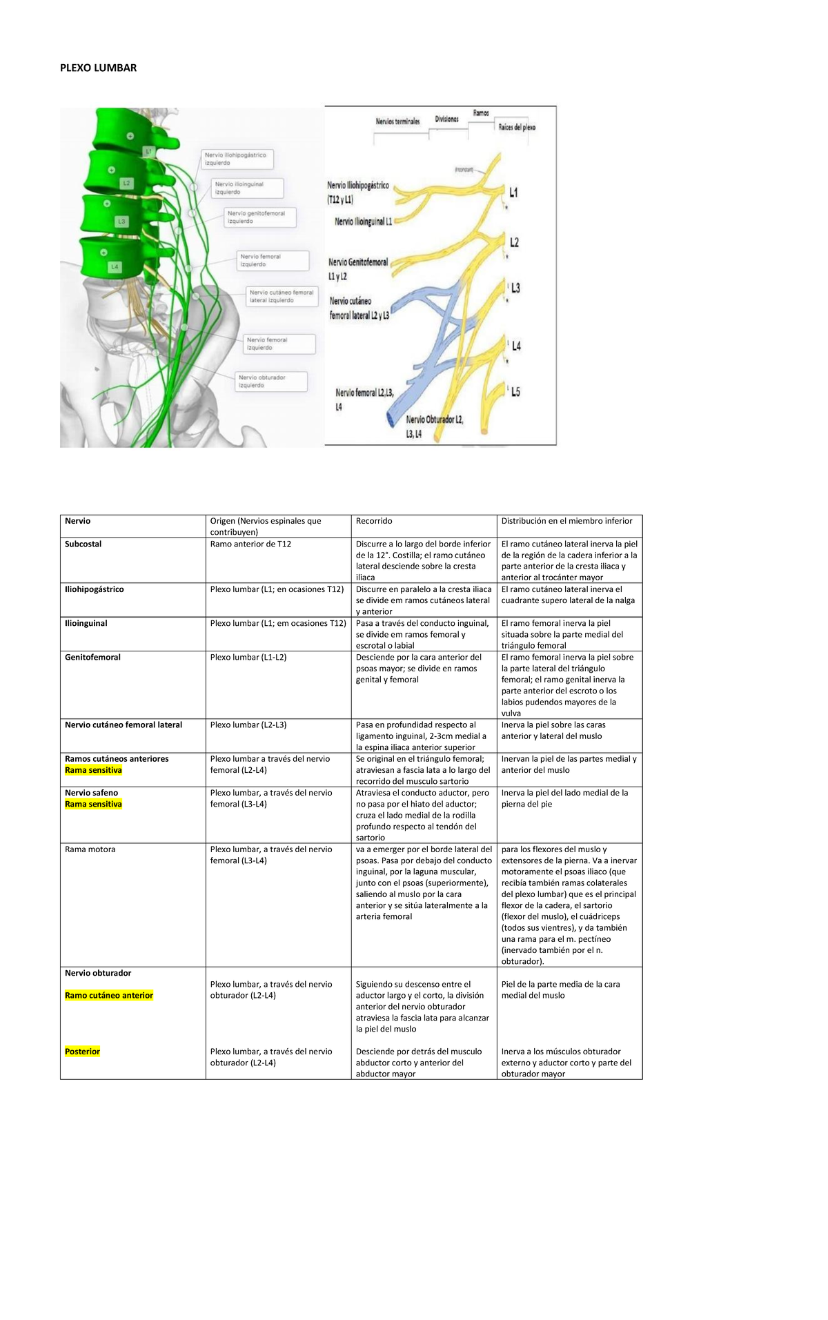Resumen del plexo sacro anatomia cat 1 - PLEXO LUMBAR Nervio Origen ...