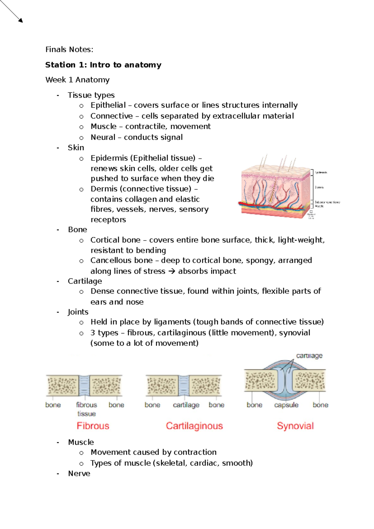 ANAT2008 Finals Notes - Finals Notes: Station 1: Intro to anatomy Week ...