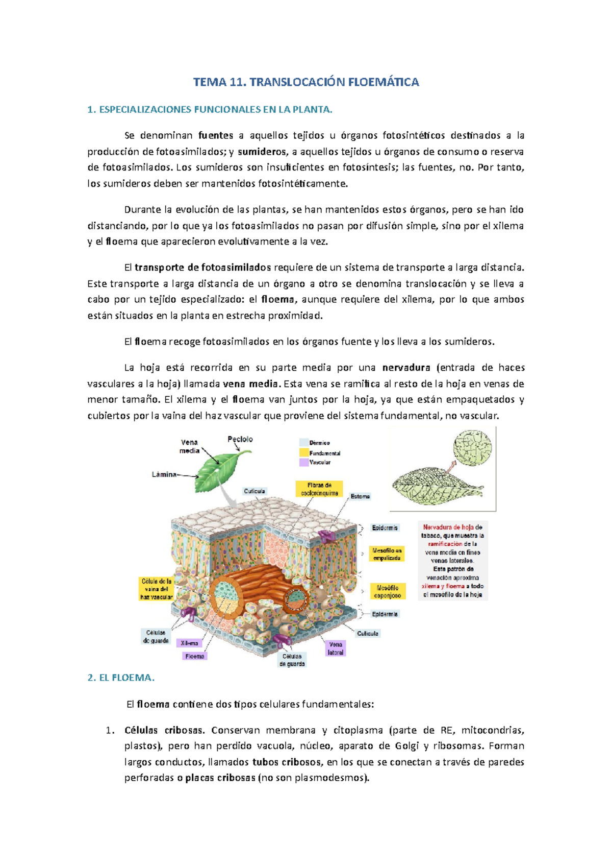 Tema 11. Translocación Floemática - TEMA 11. TRANSLOCACIÓN FLOEMÁTICA 1 ...