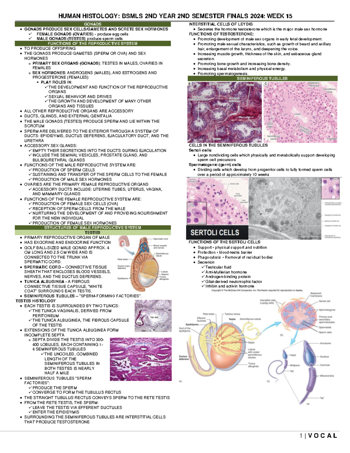 HHIS finals 2 male reproductive - HUMAN HISTOLOGY: BSMLS 2ND YEAR 2ND SEMESTER FINALS 2024 ...