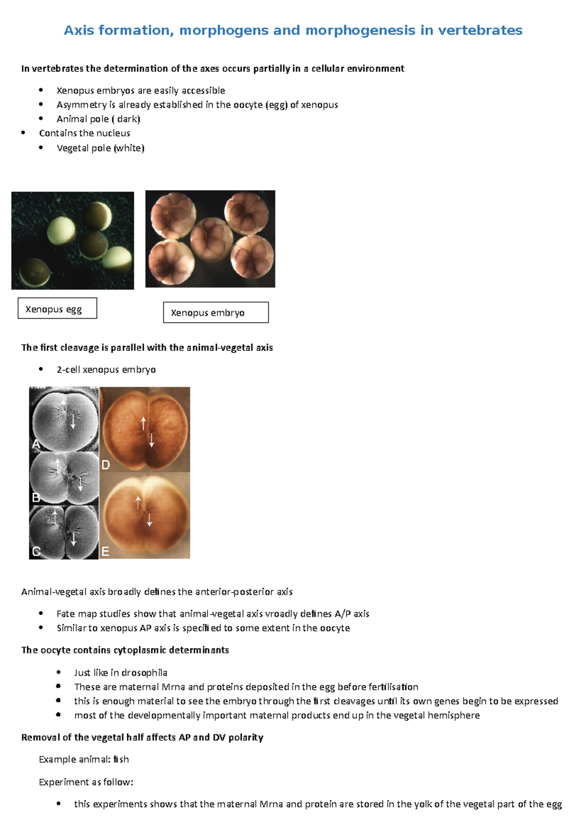 4. Lecture 5 Notes - Axis formation, morphogens and morphogenesis in ...