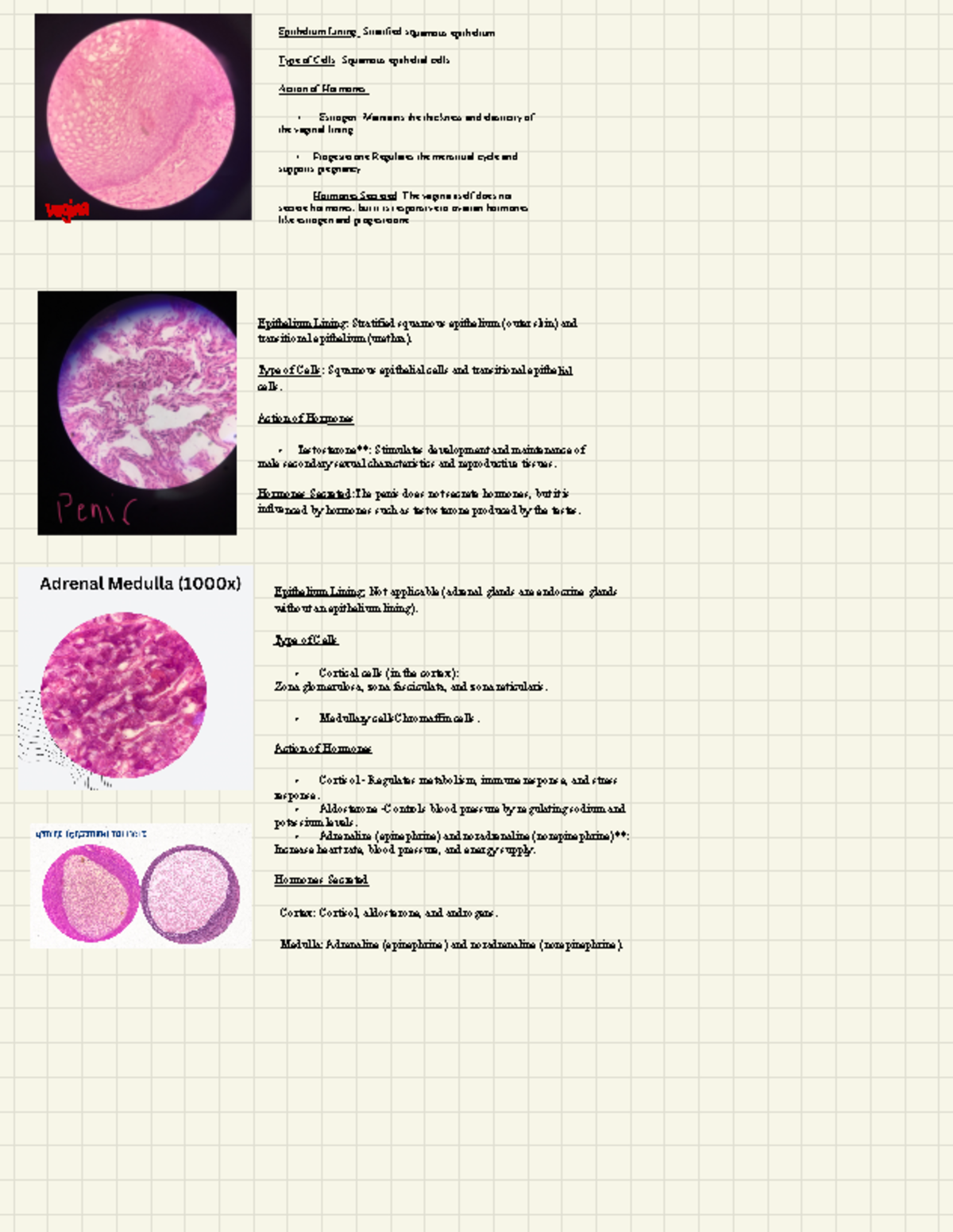 Finals Coverage Histo LAB 2 - Epithelium Lining: Stratified squamous epithelium. Type of Cells ...