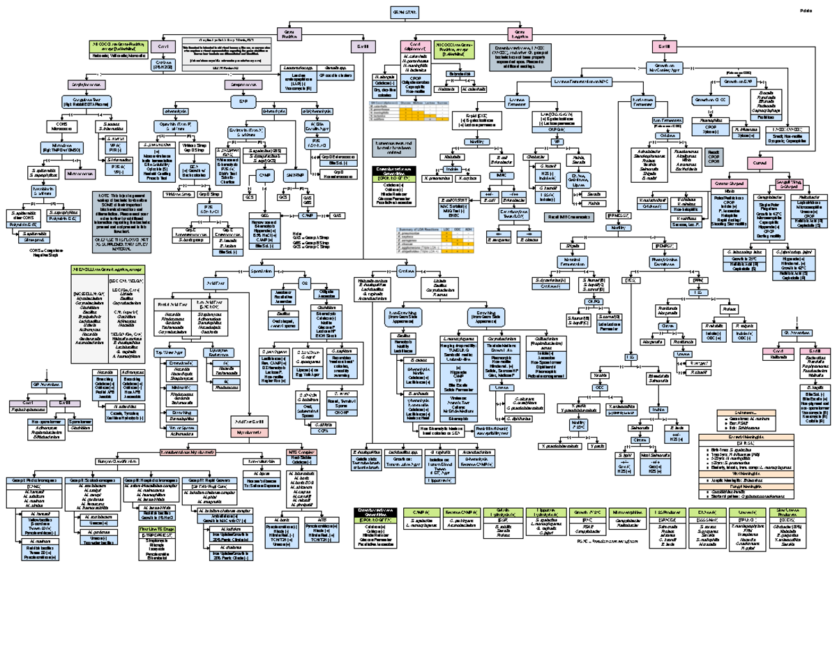 Bacte-MEGA- Flowchart - GRAM STAIN Positive Gram Cocci Bacilli ...
