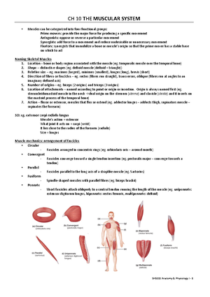 Chapter 9: Muscle and Muscle Tissue, Anatomy and Physiology - Chapter 9 ...