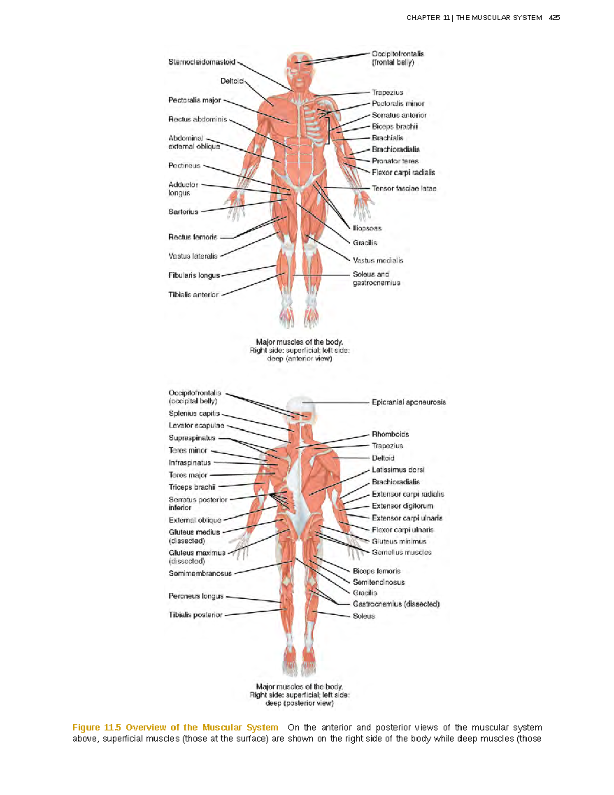 Anatomy-physiology-145 - Figure 11 Overview of the Muscular System On ...