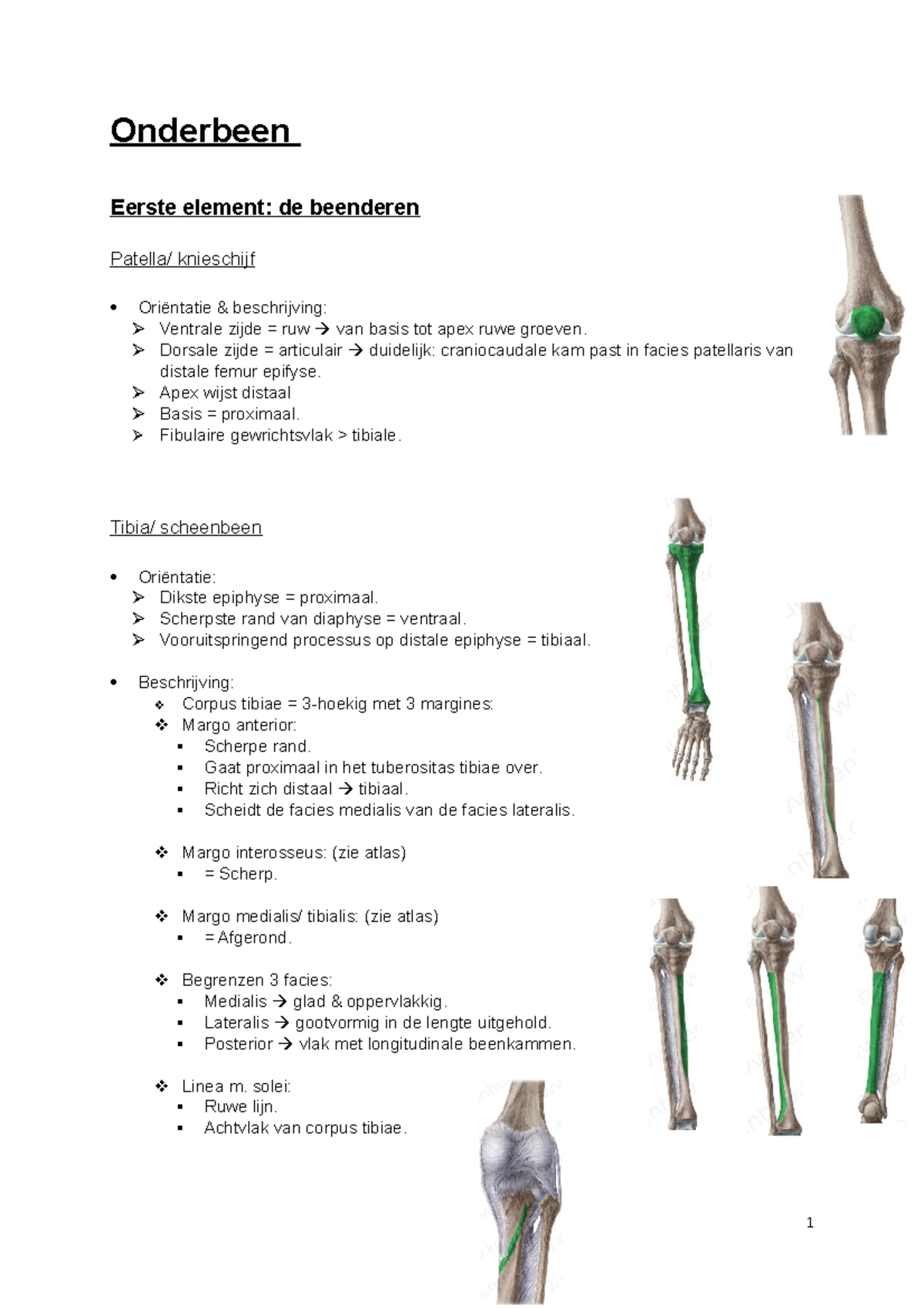 HT3-Onderbeen - anatomie hoofdstuk 3 onderbeen - Onderbeen Eerste ...