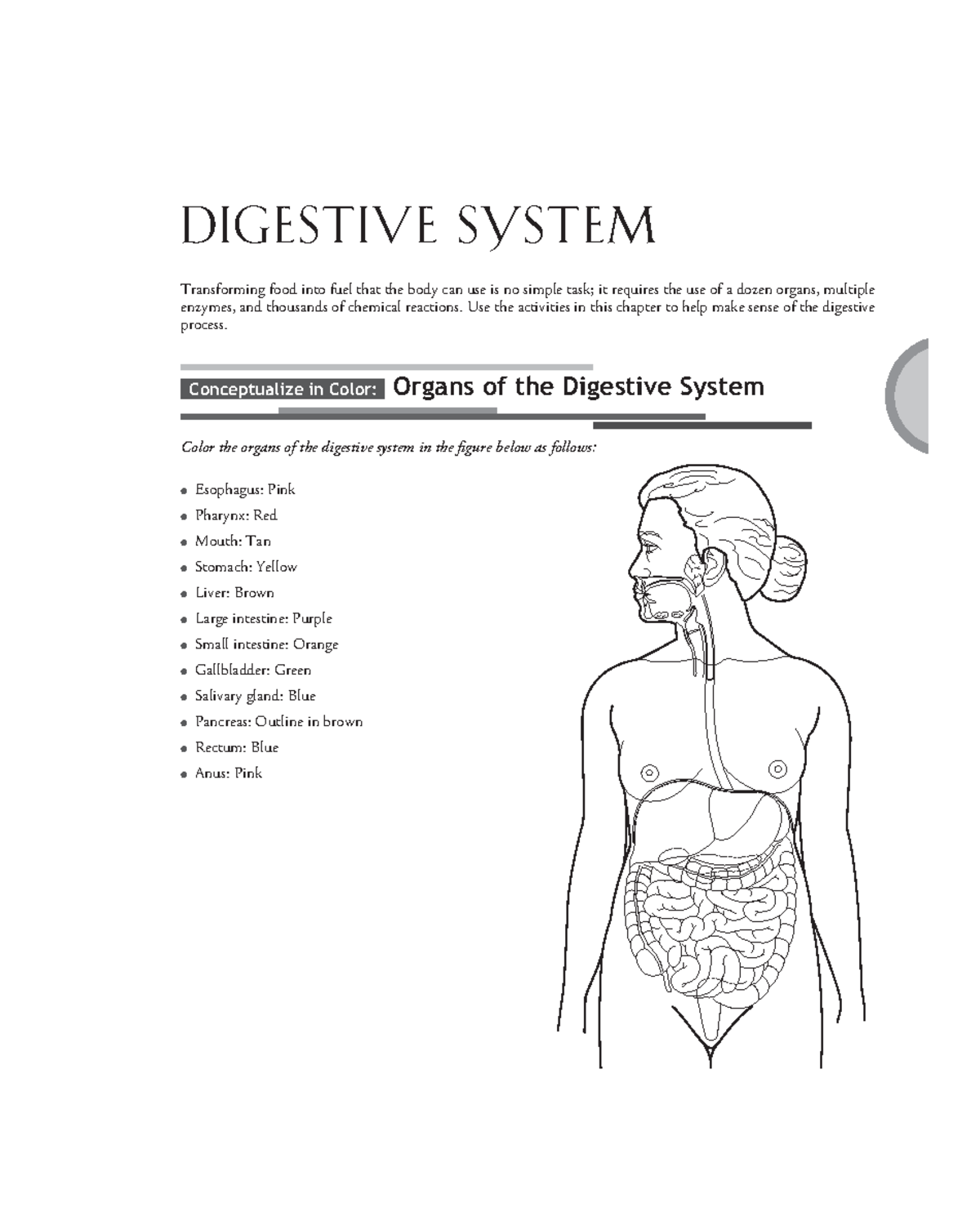 Practical Unit 11 - Anatomy - Transforming food into fuel that the body ...