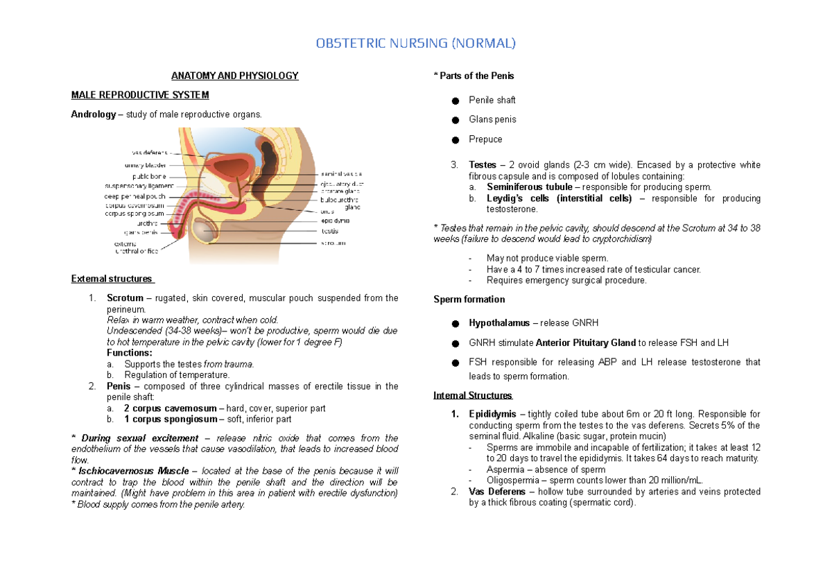 OB normal - ANATOMY AND PHYSIOLOGY MALE REPRODUCTIVE SYSTEM Andrology ...