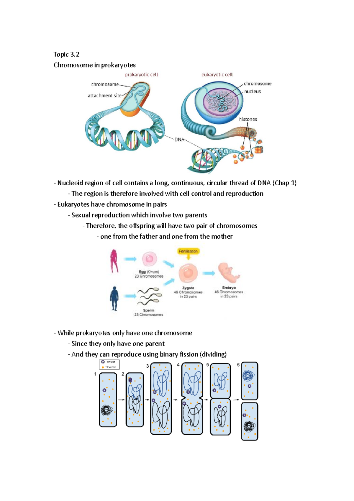Topic 3 2 Review Document Topic 3 Chromosome In Prokaryotes Nucleoid