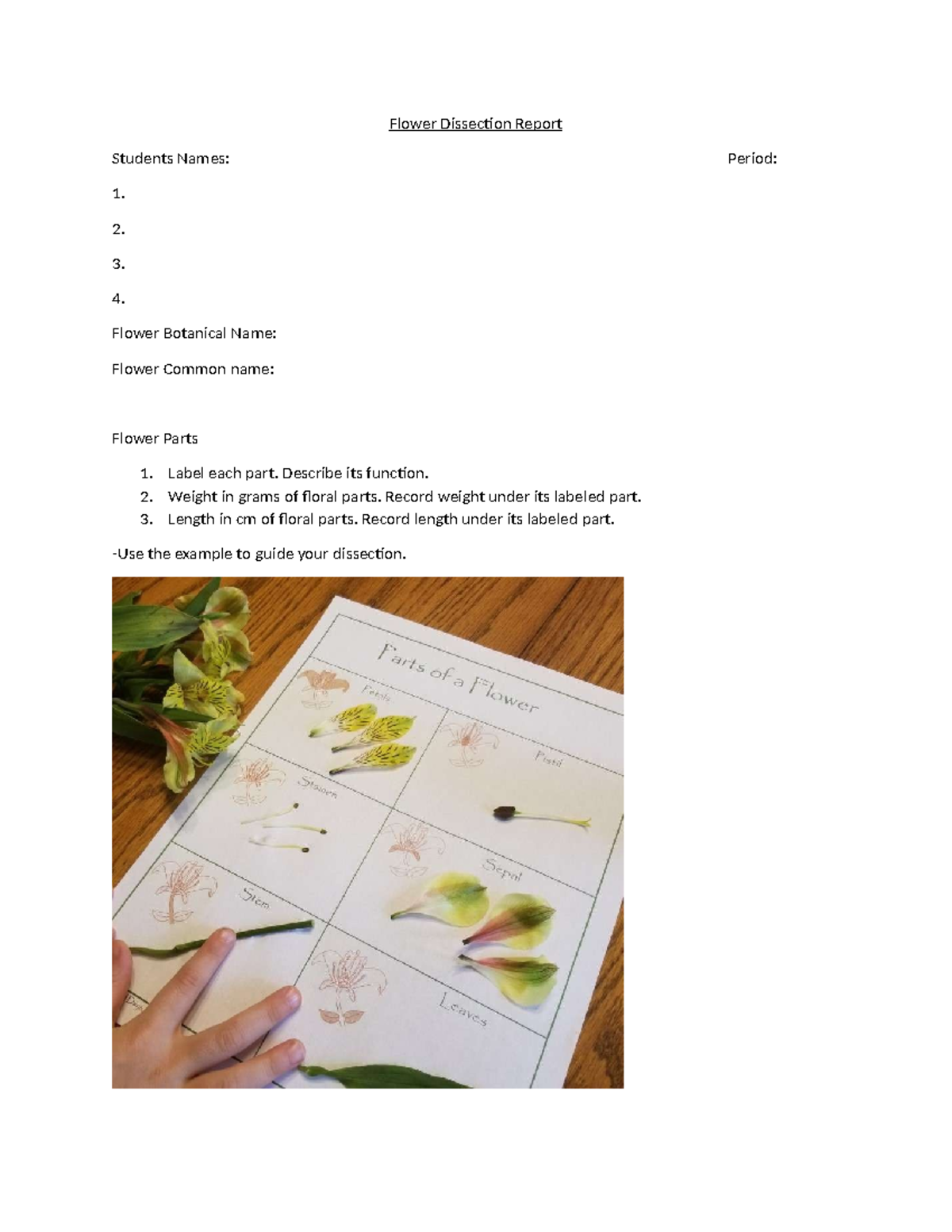Flower Dissection Report - Flower Dissection Report Students Names ...