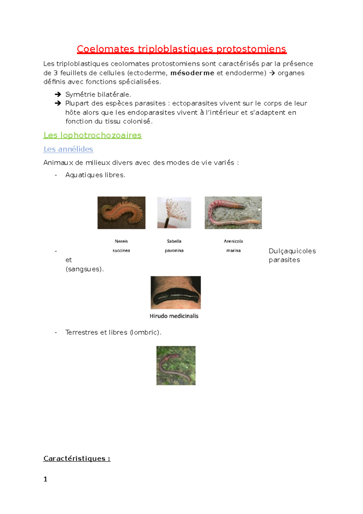 Coelomates triploblastiques - Symétrie bilatérale. Plupart des espèces ...