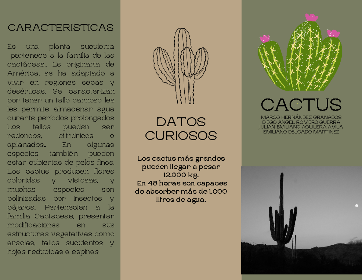 Triptico Cactus - CACTUS Es una planta suculenta pertenece a la familia de las cactáceas.. Es ...