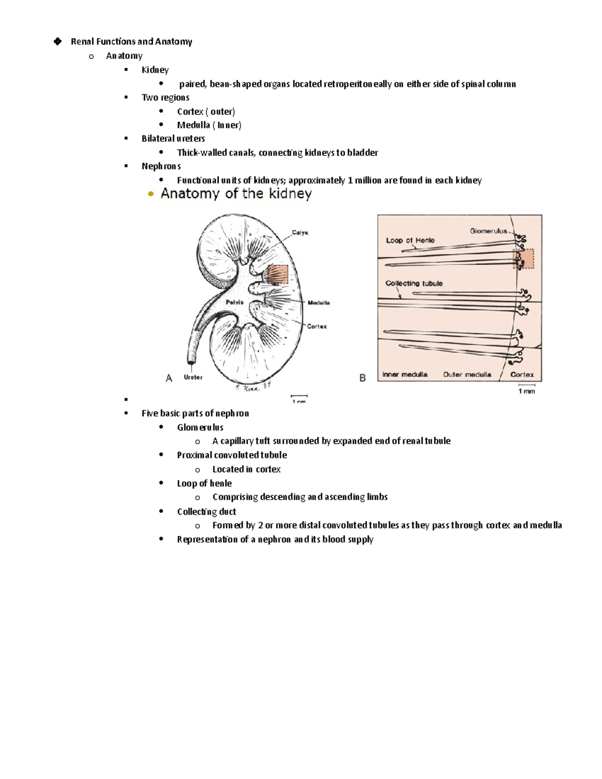 CC review - Renal Functions and Anatomy o Anatomy Kidney paired, bean ...