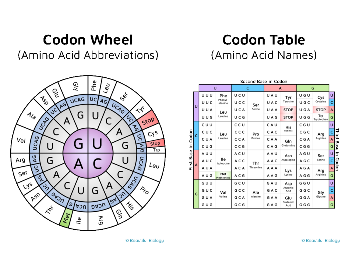 Codon Wheel and Table - ojvijvjieijvijevjieivjejivjievjvij vjev ...