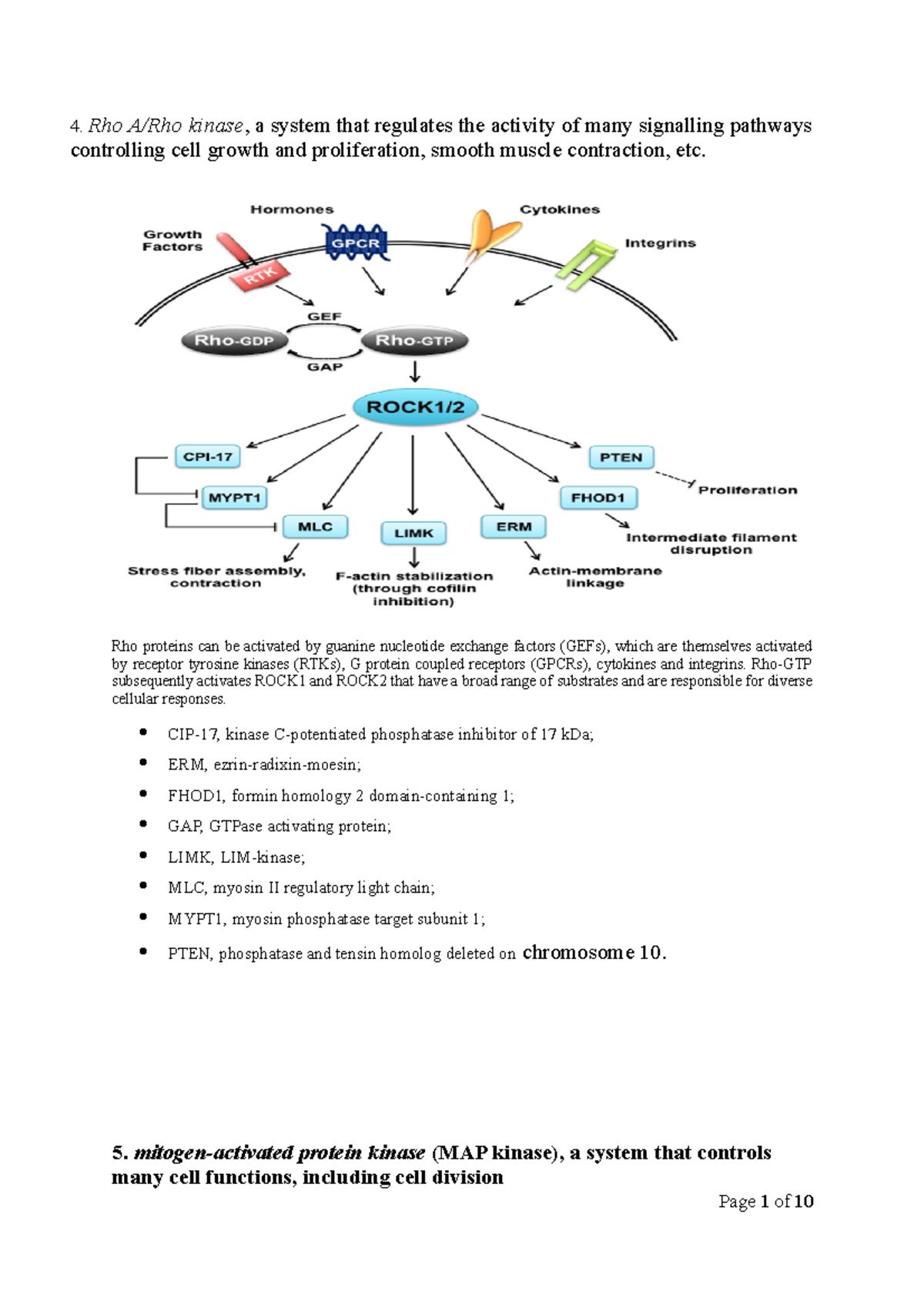 Go - Don't read. It's just for upload purposes. - 4. Rho A/Rho kinase ...