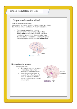 BEST upper motor neurons - Upper Motor Neurons: o Structure: Upper ...