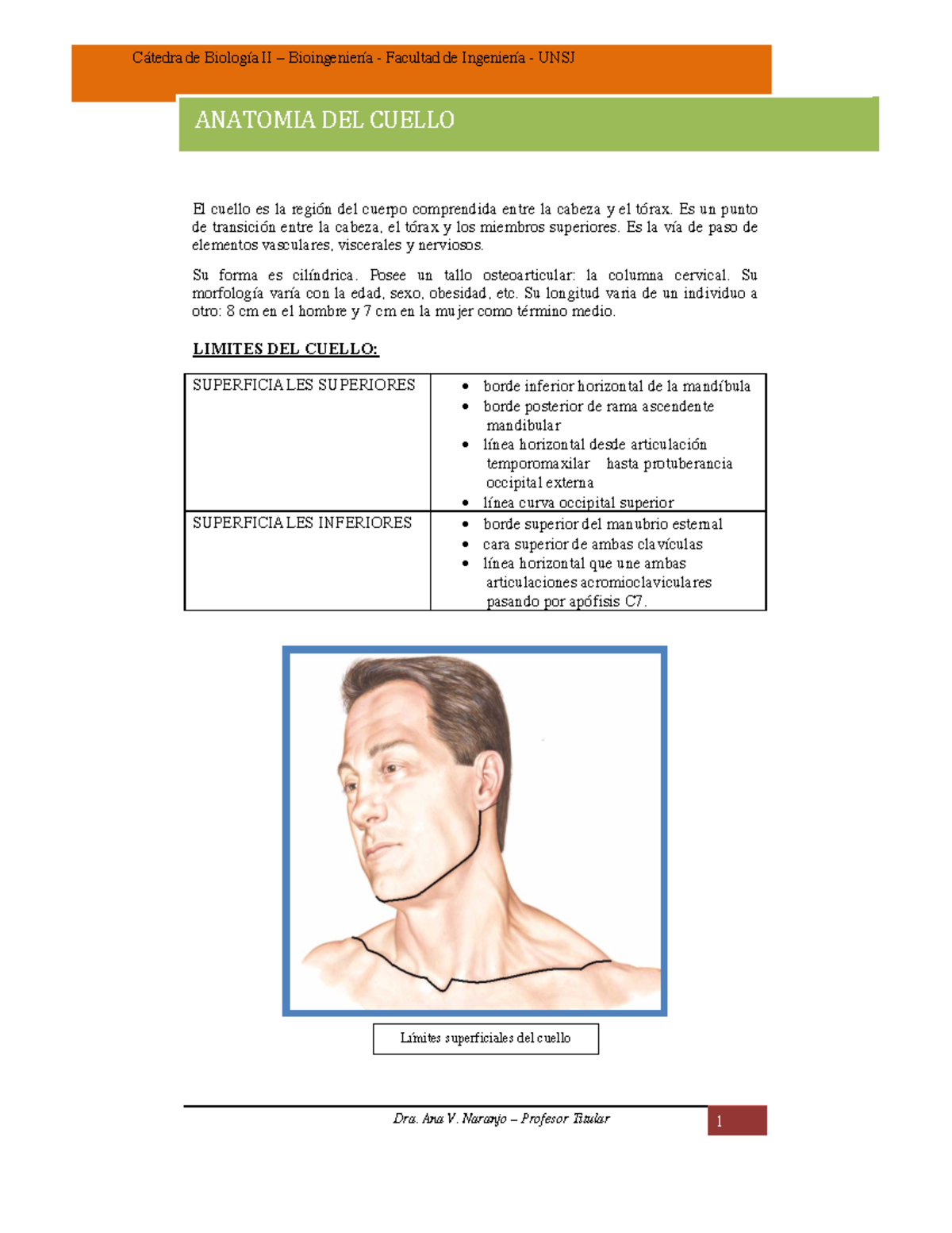 Anatomia cuello - El cuello es la región del cuerpo comprendida entre ...