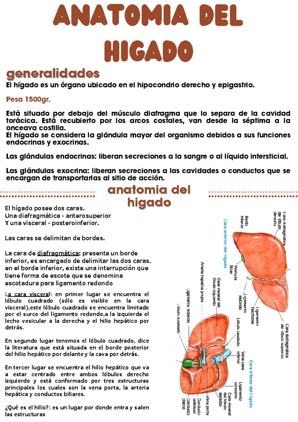 Guia de anatomia del higado - anatomia delanatomia del higado higado ...