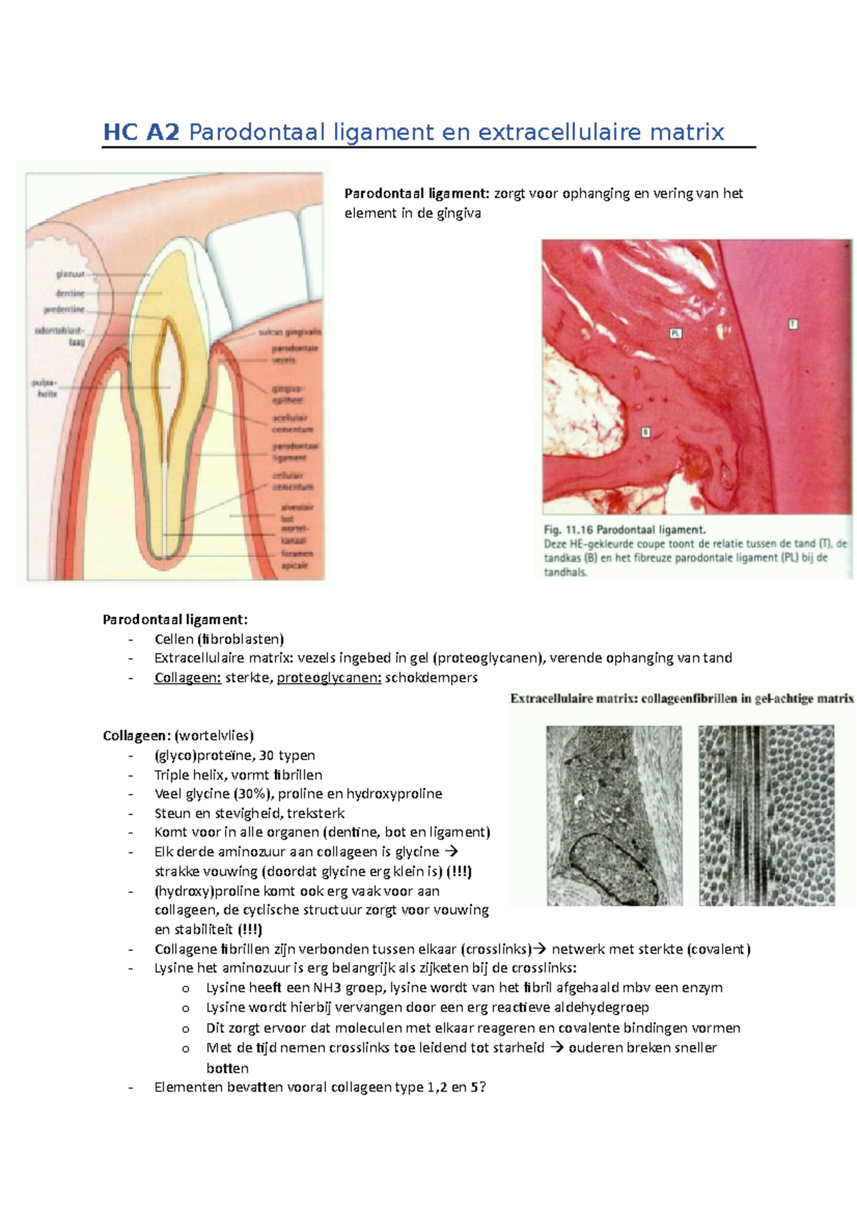 HC A2 Parodontaal ligament en extracellulaire matrix - HC A2 ...