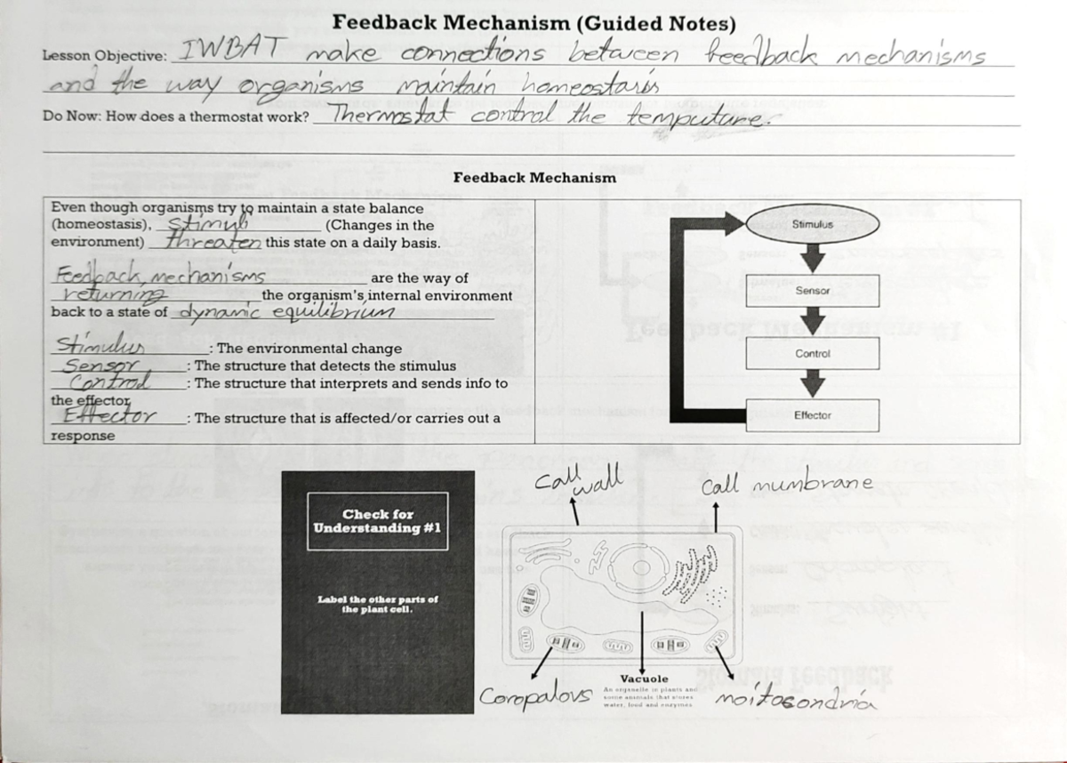Feeedback Mechanism (Guided Notes) - Feedback Mechanism (Guided Notes ...
