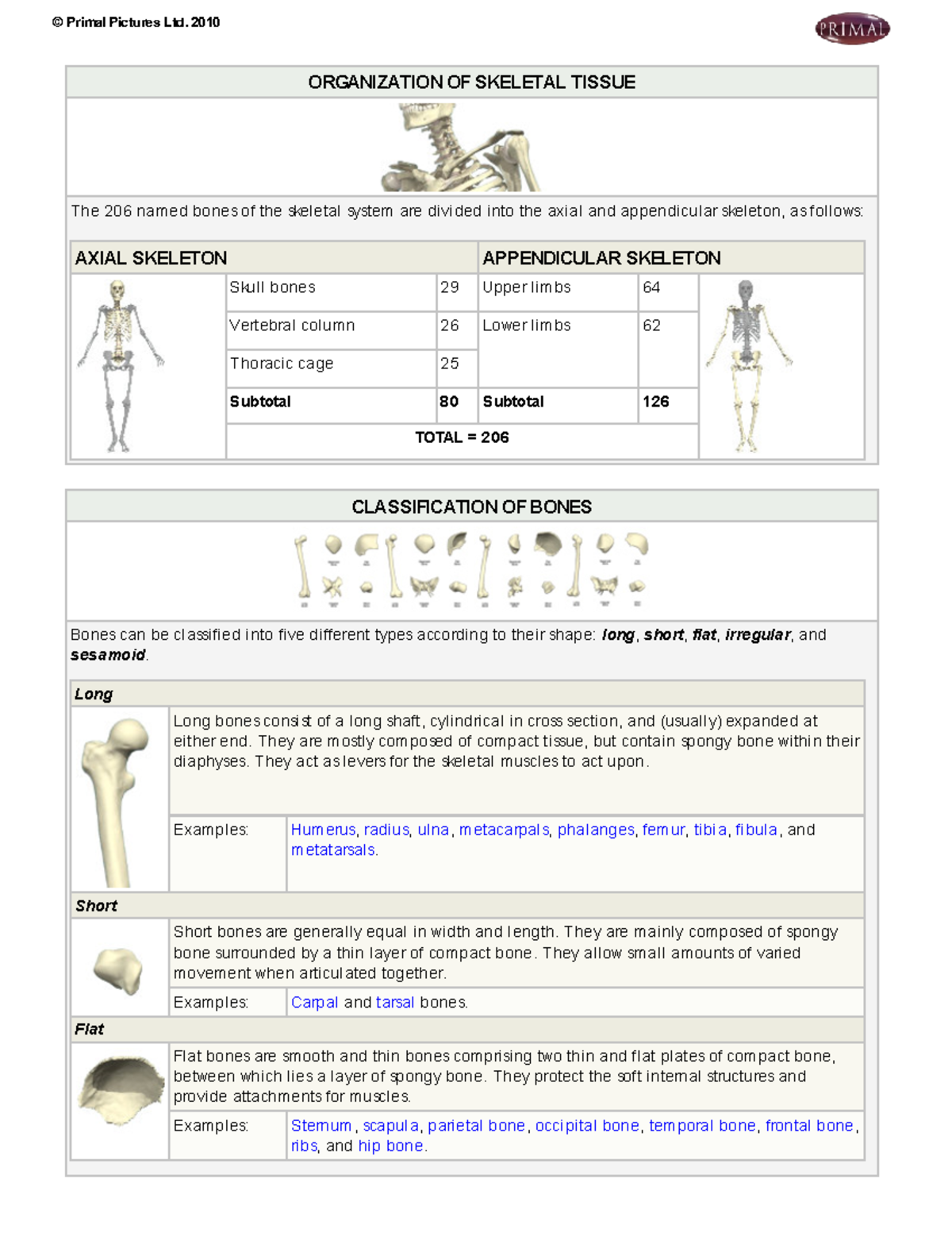 Organization of skeletal tissue - ORGANIZATION OF SKELETAL TISSUE The ...