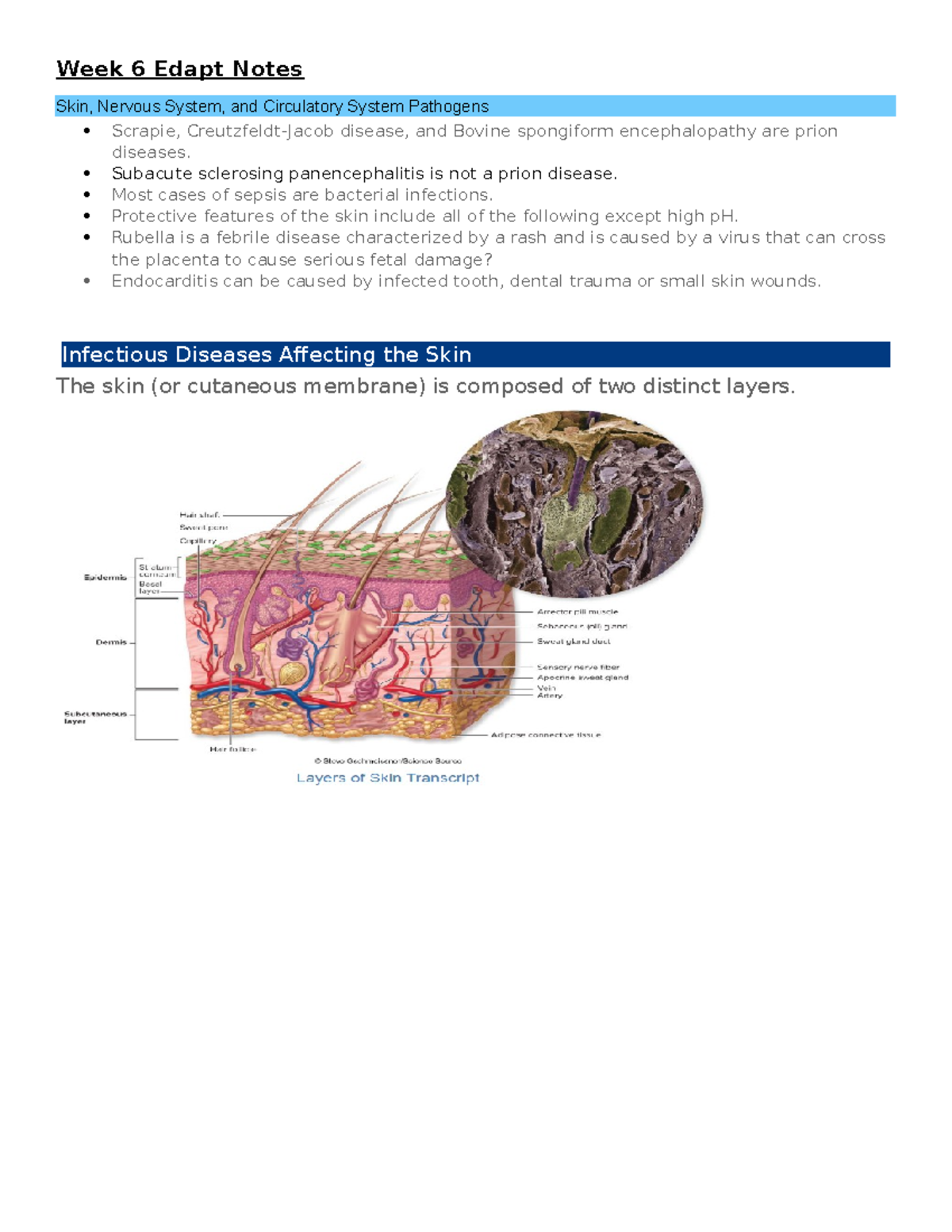 Week 6 Edapt Note1 - notes - Week 6 Edapt Notes Skin, Nervous System ...