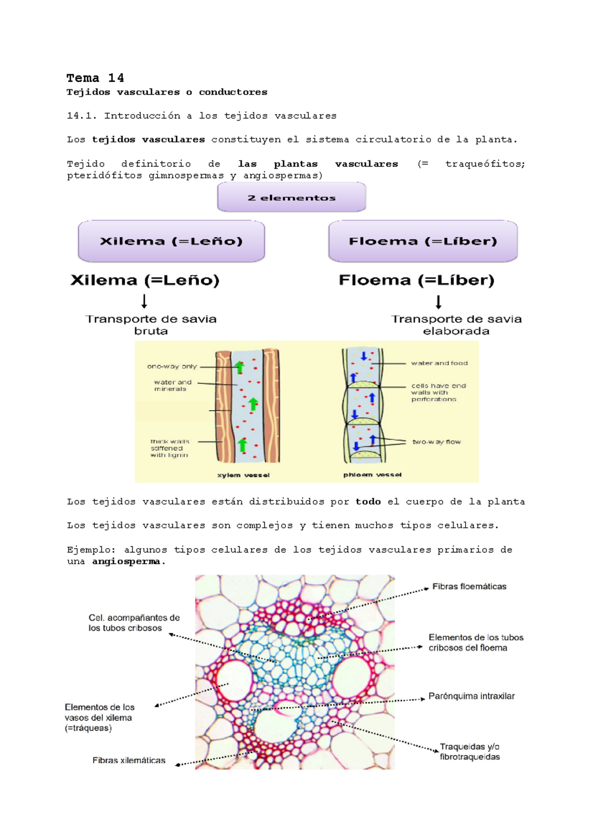 TEMA 14 - Tejidos Vasculares O Conductores Biología de primero - Tema ...