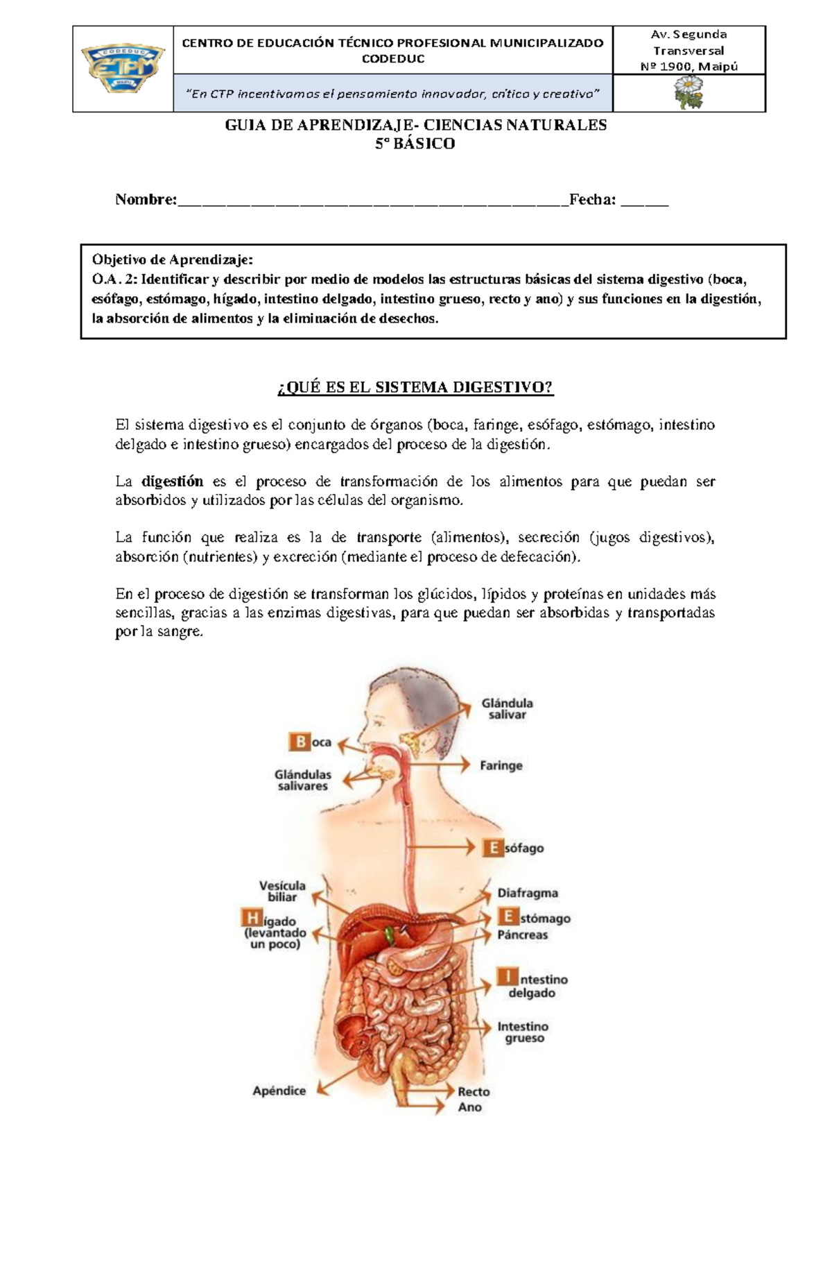 Sistema Digestivo- Ciencias- 5 Basico - CENTRO DE EDUCACIÓN TÉCNICO ...