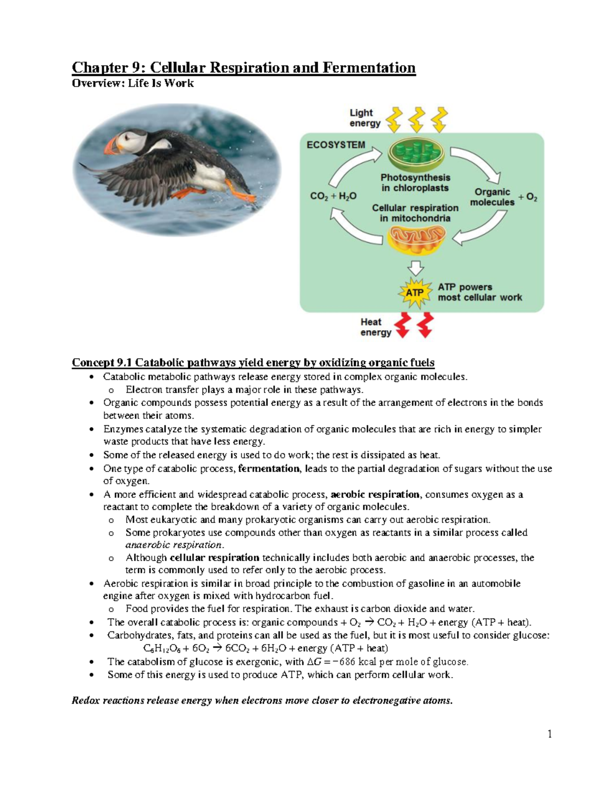 APBio Notes Ch 9Cell Respiration - Chapter 9: Cellular Respiration and ...