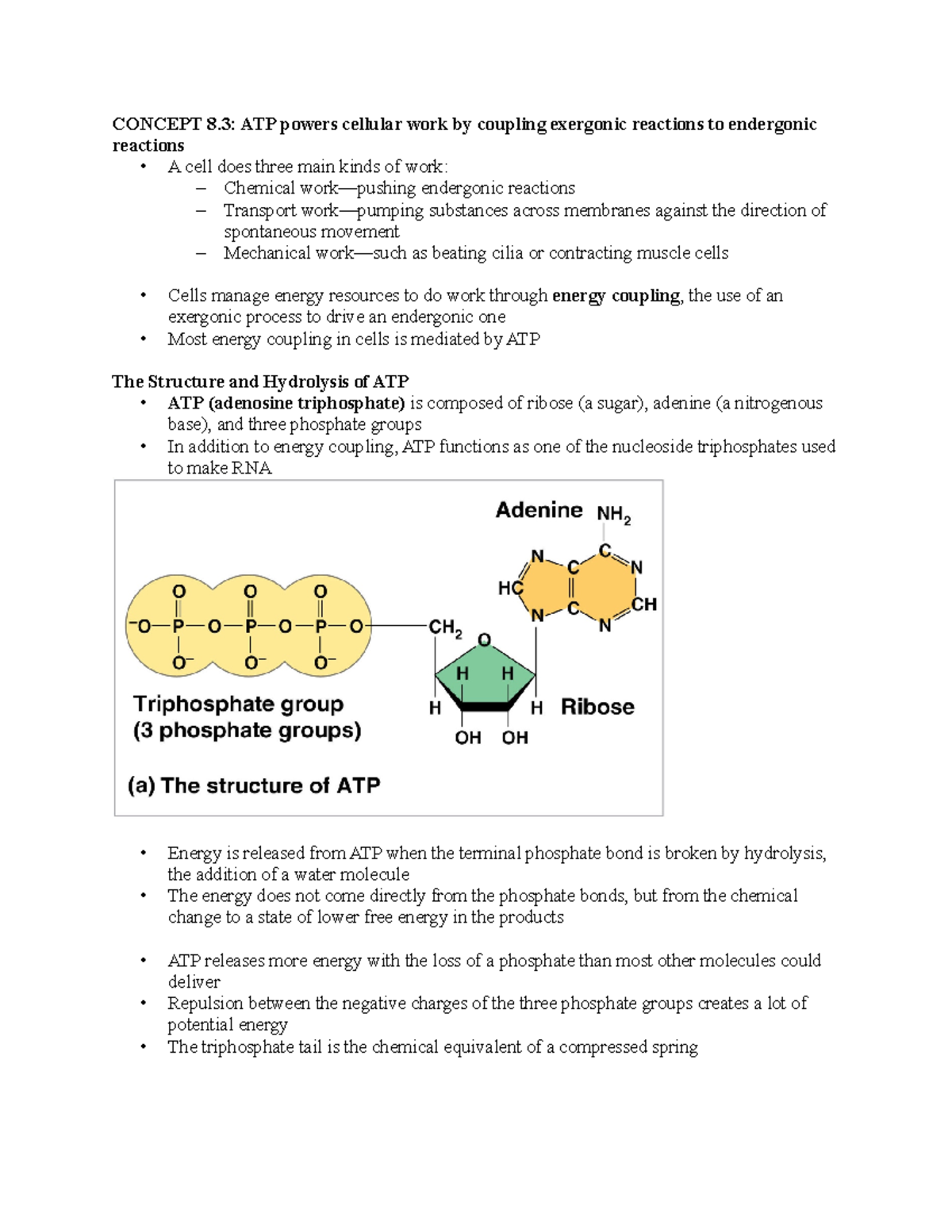 8.3 Campbell Biology TextBook Intro to Metabolism - CONCEPT 8: ATP powers cellular work by ...