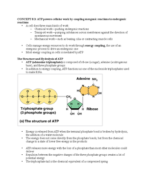 Chapter 9 Biology - Chapter 9: Cellular Respiration and Fermentation 9 ...