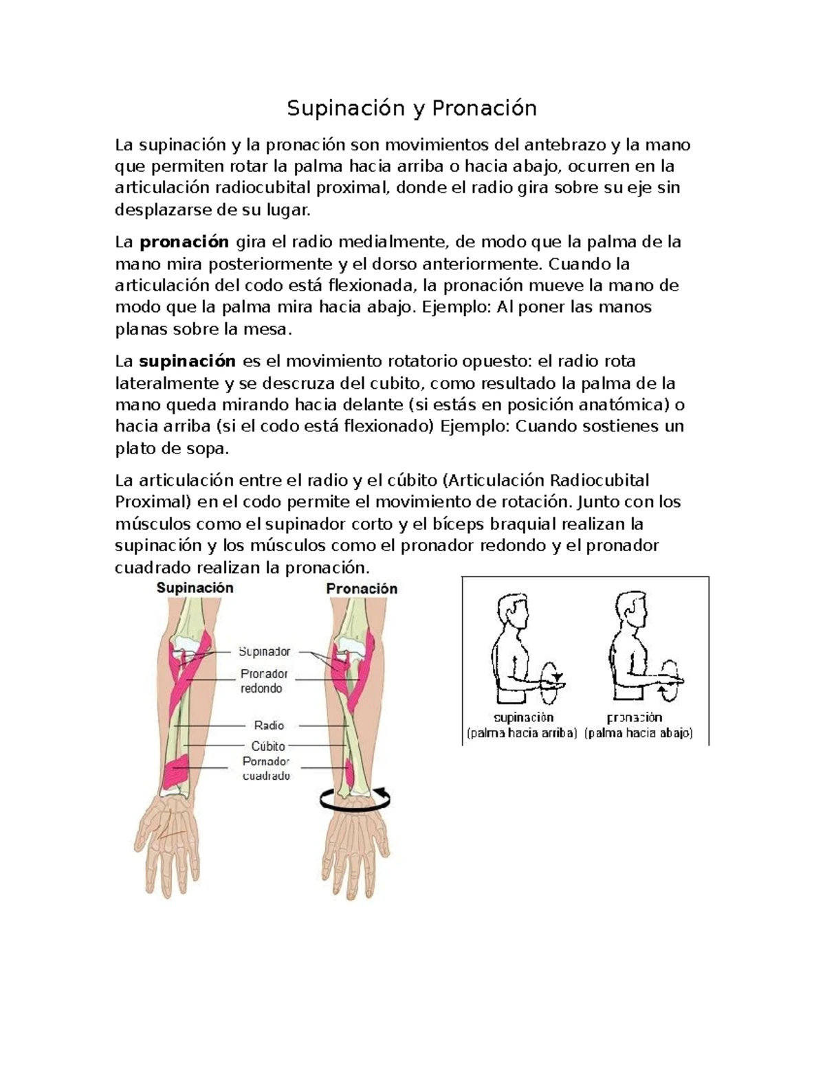 Alvéolos - Generalidades, estructura y elementos que lo componen ...