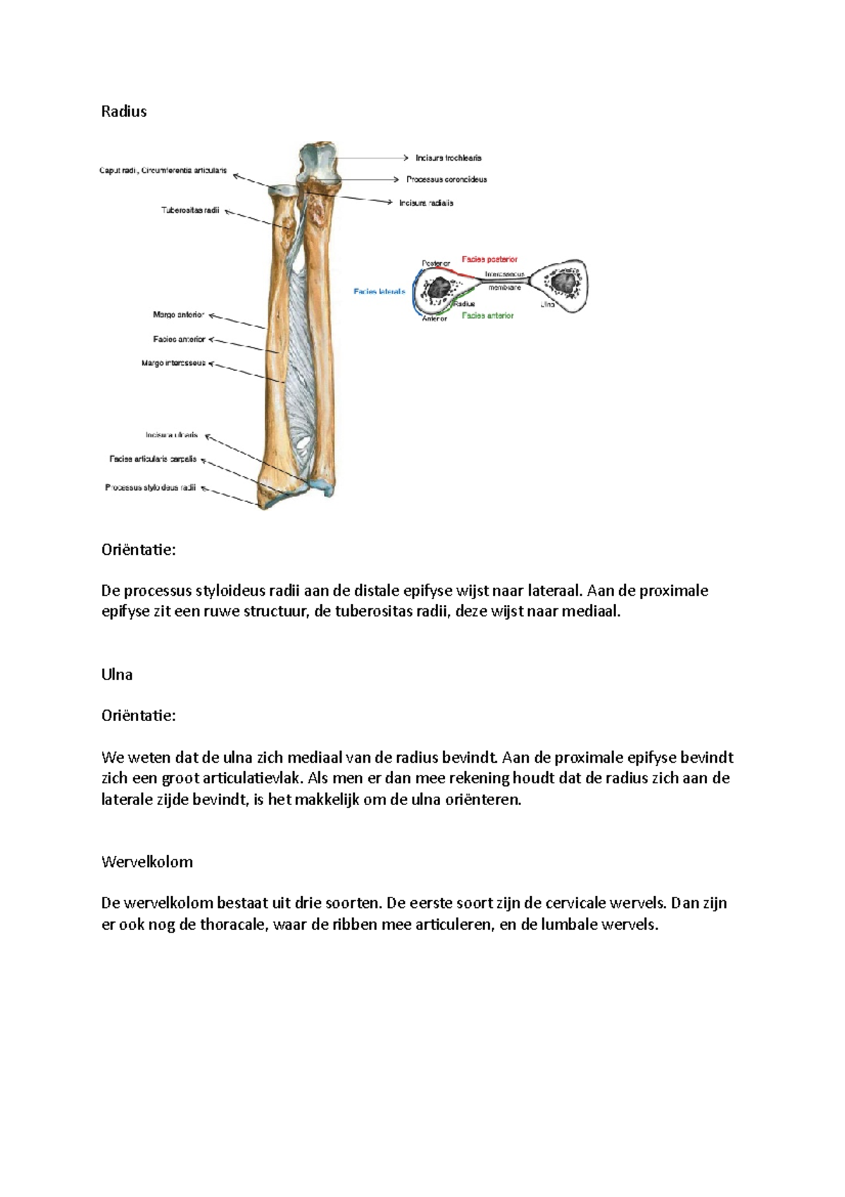 Osteologie 2 Radius - Wervels - Radius Oriëntatie: De processus ...