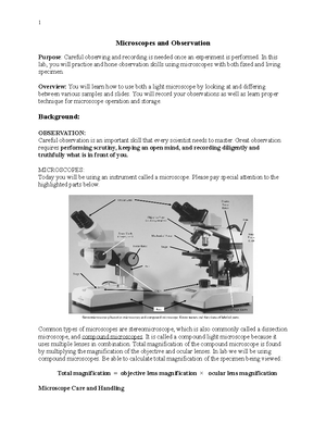 Lab 8 Muscles part 3 - Lab - Lab 8: Muscles part 3 Objectives: Identify ...