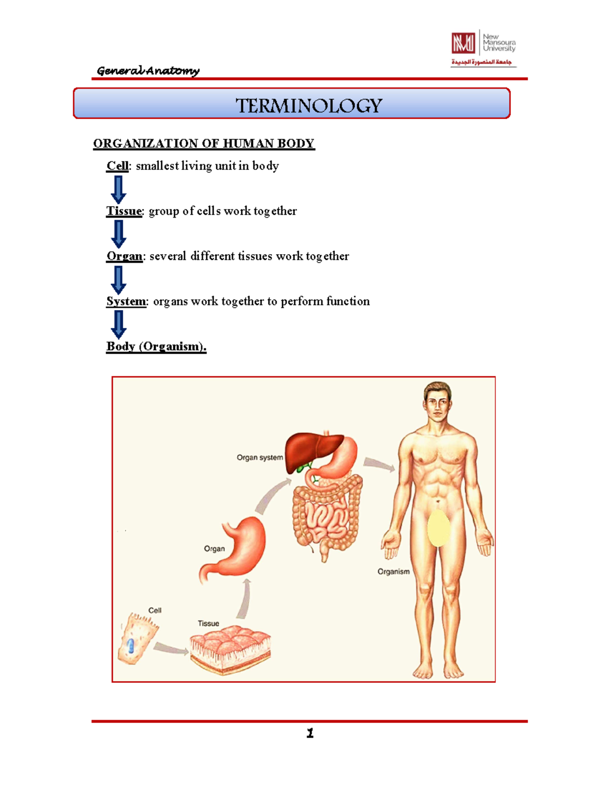 Anatomy - Notes All - TERMINOLOGY ORGANIZATION OF HUMAN BODY Cell ...