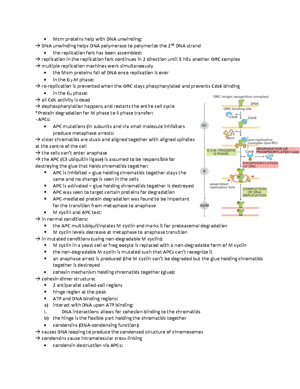 ANAT/BIOC 212 Lecture O (5) notes - Mcm proteins help with DNA ...