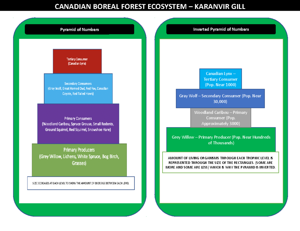 Ecosystems Project - CANADIAN BOREAL FOREST ECOSYSTEM – KARANVIR GILL ...