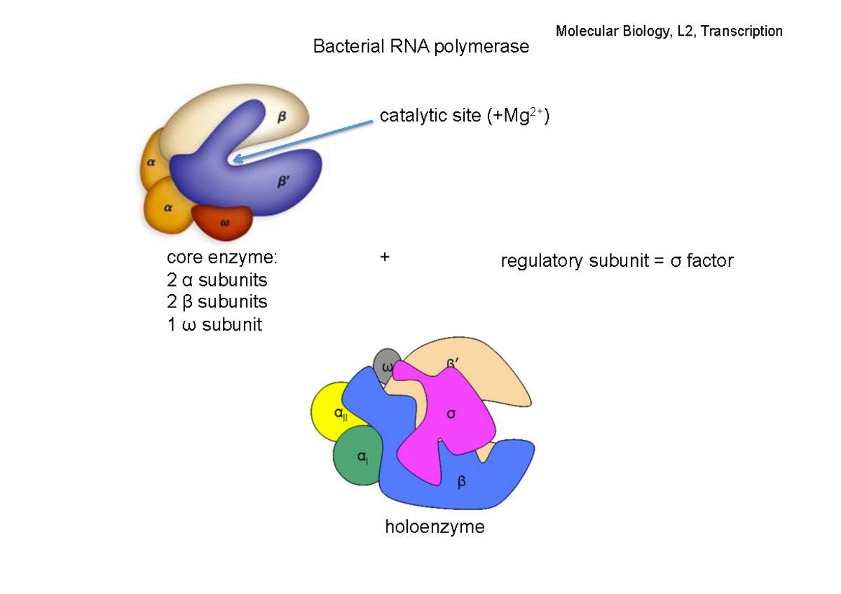 Transcription 2021-2-Students - Bacterial RNA polymerase core enzyme: 2 ...