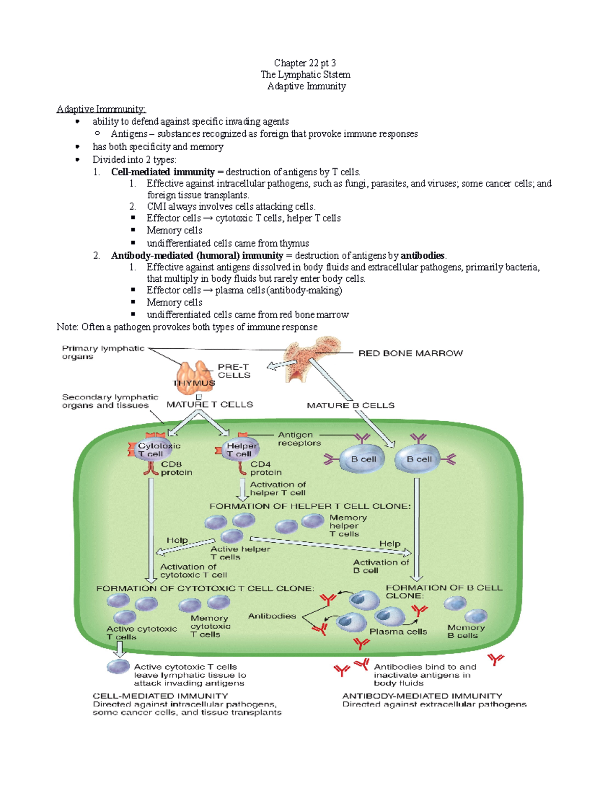 Ch 22 pt3 notes - Chapter 22 pt 3 The Lymphatic Ststem Adaptive ...