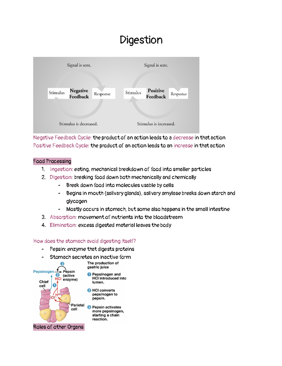Digestion - Digestion Negative Feedback Cycle: the product of an action ...