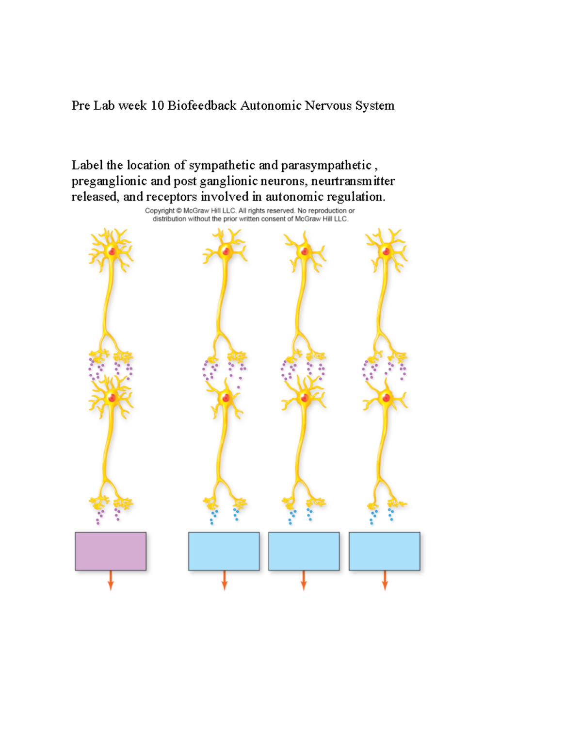 Pre Lab week 10 Biofeedback Autonomic Nervous System - Adrenergic and ...