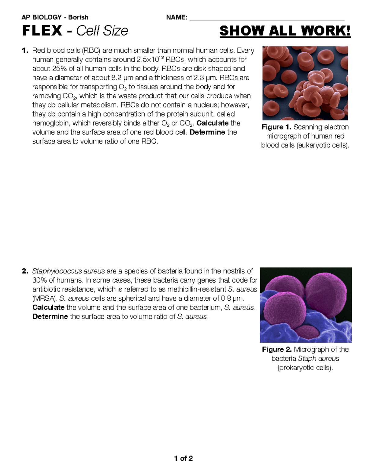 FLEX - Cell Size - DWDWWD - AP BIOLOGY - Borish NAME: - Studocu